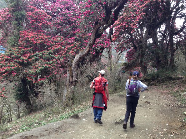 Ghorepani Poon Hill Trek - The Sum Up
