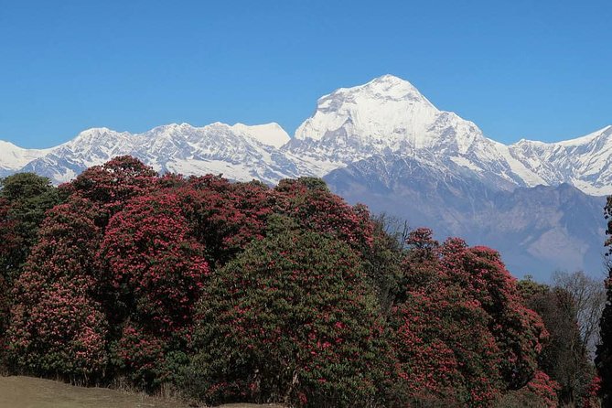 Ghorepani Poonhill Trek -8 Days - The Trek Begins – From Nayapul to Ulleri