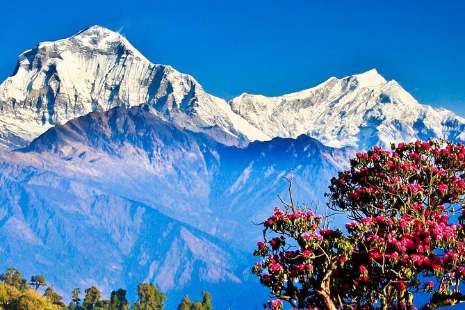 Ghorepani Poonhill Trek -8 Days - Ghandruk Village & Cultural Insights