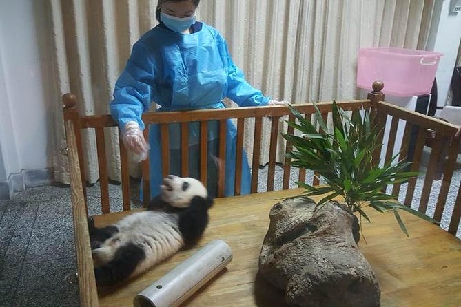 Giant Panda and Buddha 1 day tour - Why This Tour Excels: The Reviews Speak