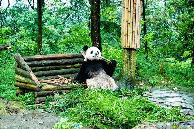 Giant Panda and Leshan Buddha Day Trip from Chengdu - A Deep Dive into the Tour Experience