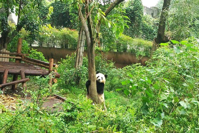 Giant Panda Hometown and Taoist Mountain Discovery From Chengdu - Who Should Consider This Tour?