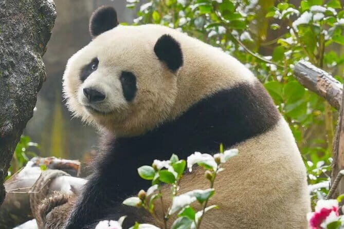 Giant Pandas and Leisurely Chengdu Private Day tour - Who This Tour is Best For