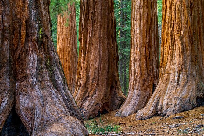 Giant Redwoods Tour Including a 5-Course Winery Lunch - Practical Details & Considerations