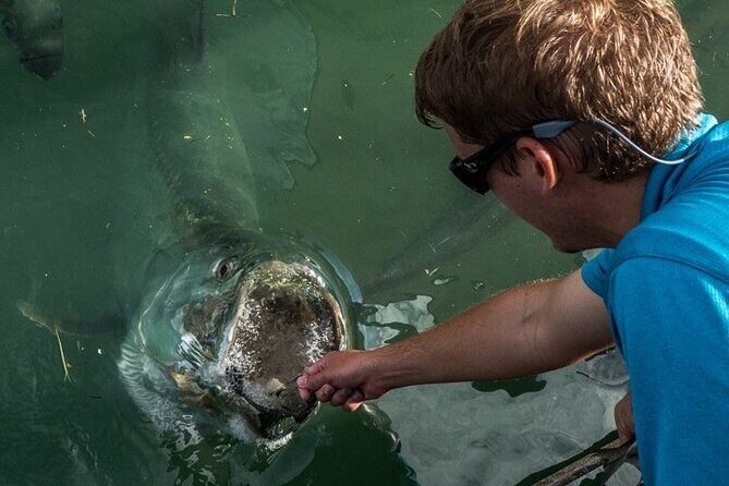 Giant Tarpon Fish Feeding Experience in Bayside Marketplace - Key Points