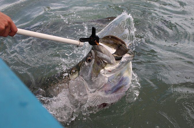 Giant Tarpon Fish Feeding Experience in Bayside Marketplace - Practical Details and Tips