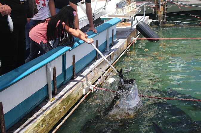 Giant Tarpon Fish Feeding Experience in Bayside Marketplace - The Sum Up