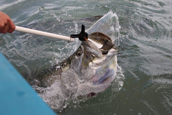 Giant Tarpon Fish Feeding Experience in Bayside Marketplace - FAQs