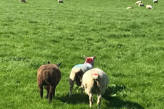 Giants Causeway & Antrim Coast Private Tour - Meeting and Pickup Information