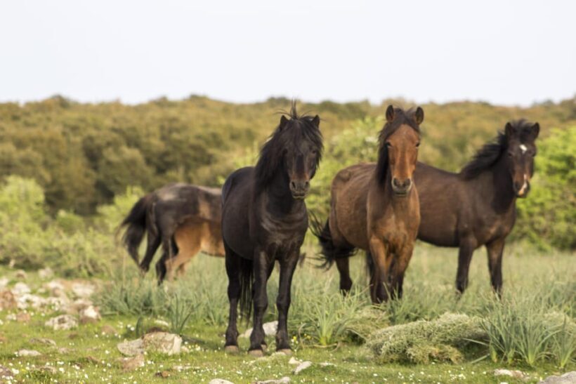 Giara hiking Tour - Discovering Sardinia’s Natural Wonder: The Giara Plateau
