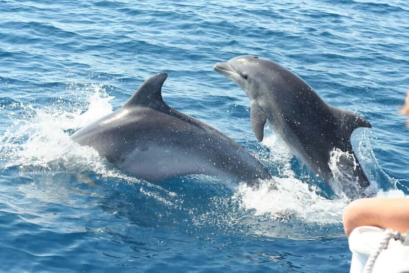 Giardini Naxos: Dolphin Catamaran Sunset Tour with Aperetif - Authentic Experiences and Traveler Feedback