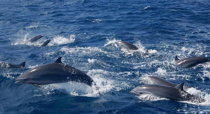 Giardini Naxos: Dolphin Catamaran Sunset Tour with Aperetif - Who Should Consider This Tour?