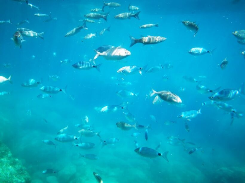 Giardini Naxos: Semi-Submarine Tour to Isola Bella - Itinerary Breakdown