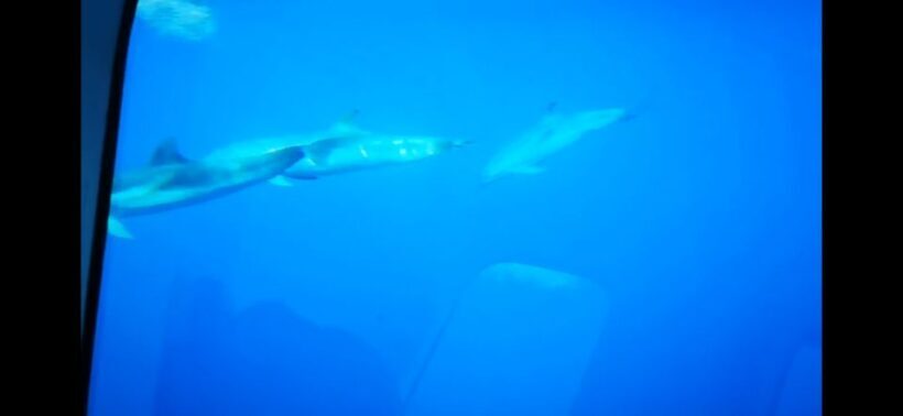 Giardini Naxos: Semi-Submarine Tour to Isola Bella - Practical Details and Value