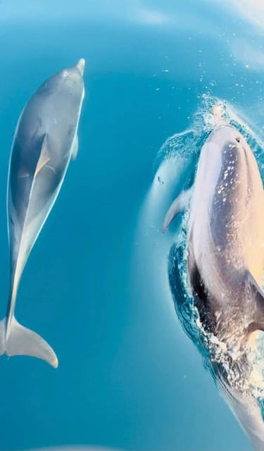 Giardini Naxos: Sunset Dolphin Watching Cruise with Aperitif - Key Points