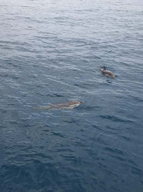 Giardini Naxos Taormina: Dolphin Watching Sunset Tour - The Itinerary: What You’ll Experience