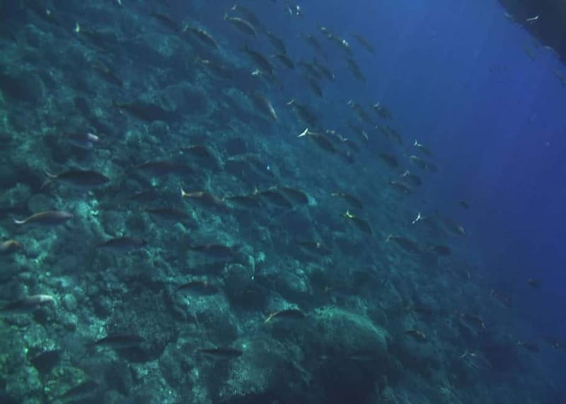 Giardini Naxos Taormina: Dolphin Watching Sunset Tour - Authentic Experiences and Traveler Insights