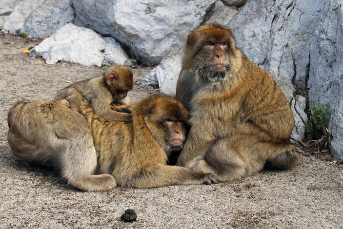 Gibraltar Day Trip From Seville + Rock Tour - Top Highlights of the Gibraltar Experience