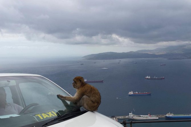 Gibraltar Day Trip From Seville + Rock Tour - Recommendations for an Optimal Experience