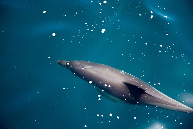 Gibraltar Dolphin Adventure - Dolphin Sightings and Marine Life