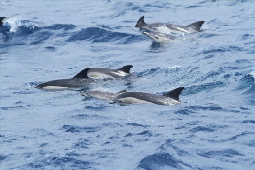 Gibraltar Dolphins Watching Day Trip from Seville - A Closer Look at the Experience