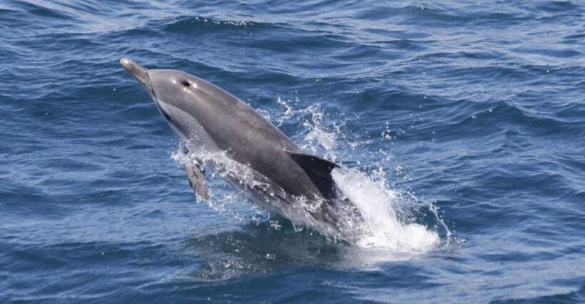Gibraltar Dolphins Watching Day Trip from Seville - What’s Included and What’s Not