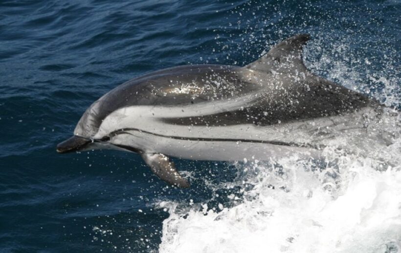 Gibraltar Dolphins Watching Day Trip from Seville - Practical Tips and Considerations