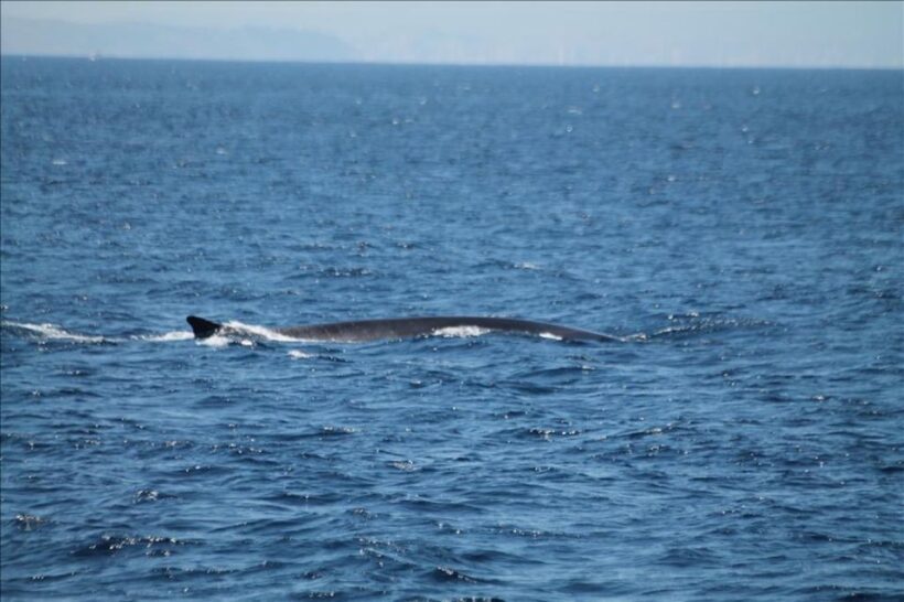 Gibraltar Dolphins Watching Day Trip from Seville - Authentic Encounters and Real Traveler Perspectives