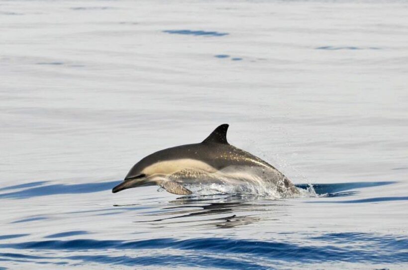 Gibraltar Dolphins Watching Day Trip from Seville - Final Thoughts: Is This Tour for You?