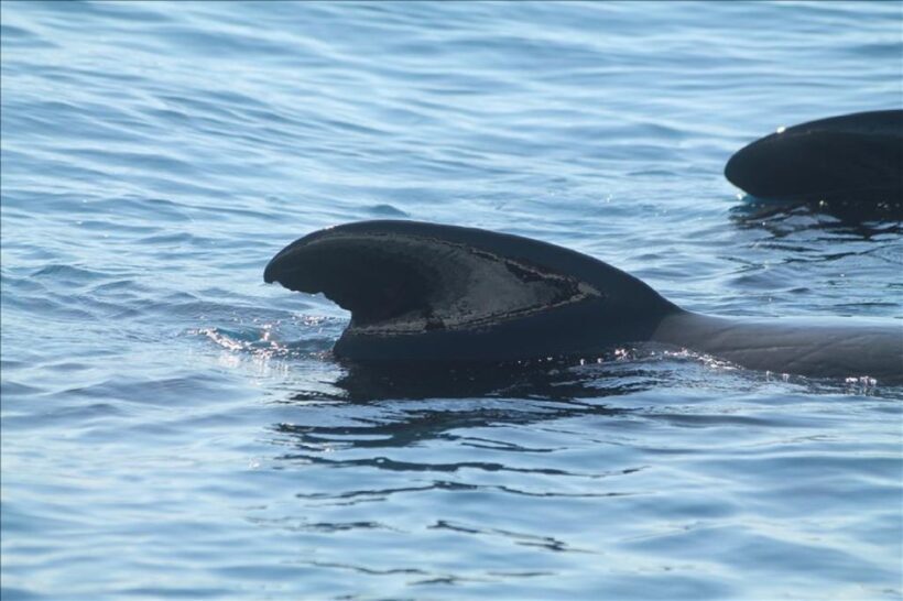 Gibraltar Dolphins Watching Day Trip from Seville - FAQ about Gibraltar Dolphins Watching Day Trip from Seville