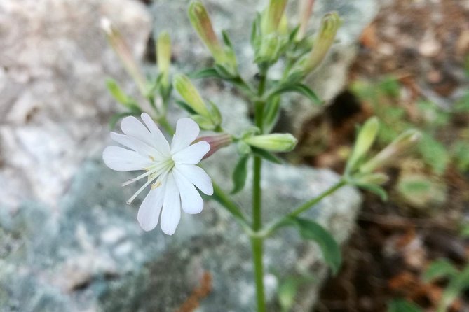 Gibraltar Gin Experience - Meeting and Accessibility