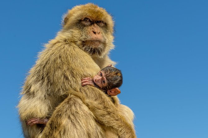 Gibraltar Inside Out Panoramic Tour 1hrs Plus - What Travelers Say