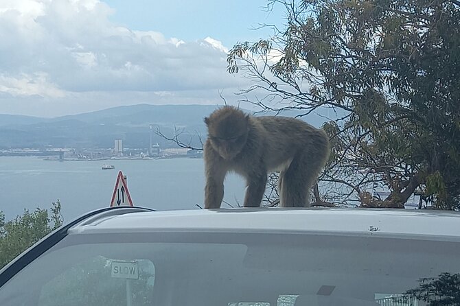 Gibraltar, Mijas and Marbella Private Tour From Malaga Province - Who Is This Tour Best Suited For?