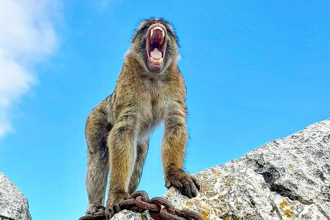 Gibraltar Private Daytrip From Malaga - Meeting and Pickup Details