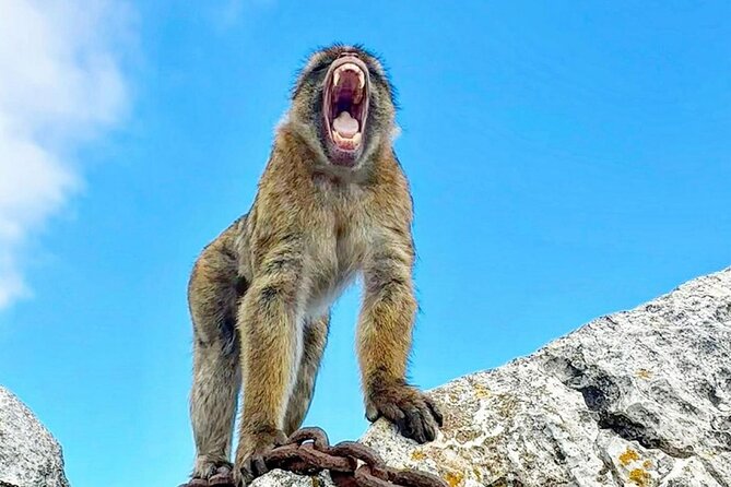 Gibraltar Private Daytrip From Sevilla - Who Should Book This Tour?