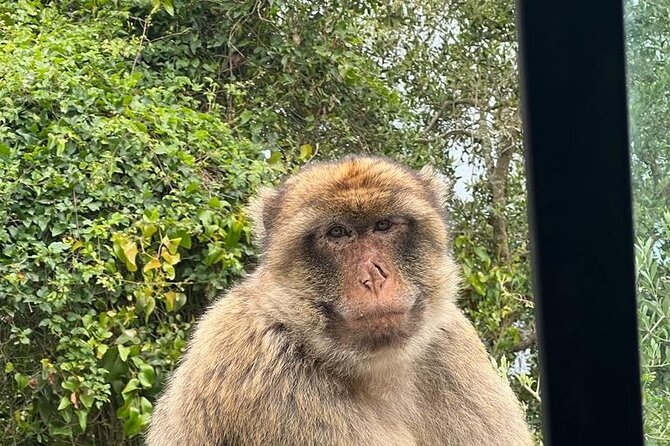 Gibraltar Private Tour From Malaga and Surronding Areas - The Pillars of Hercules