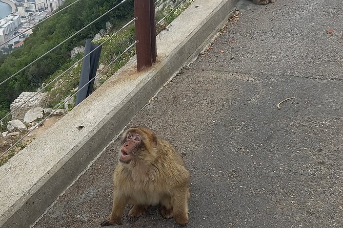 Gibraltar Private Tour From Malaga and Surronding Areas - St. Michaels Cave and the Barbary Macaques