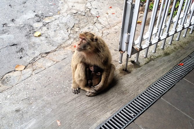 Gibraltar Private Tour From Marbella or Malaga - Reviews and Feedback