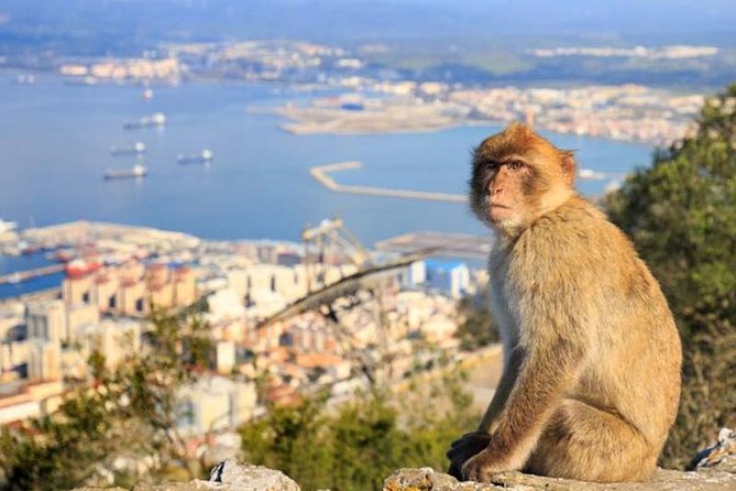 Gibraltar private tours from Seville - Final Word