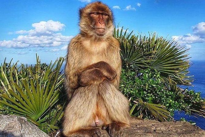 Gibraltar Sightseeing : Classic Rock Tour Plus World War 2 Tunnels (Private) - Intimate Experience