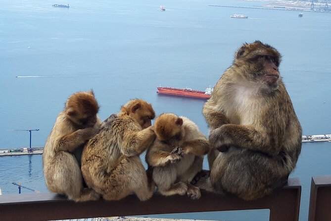 Gibraltar Sightseeing: Classic Rock Tour (Private) - Highlights and Recommendations