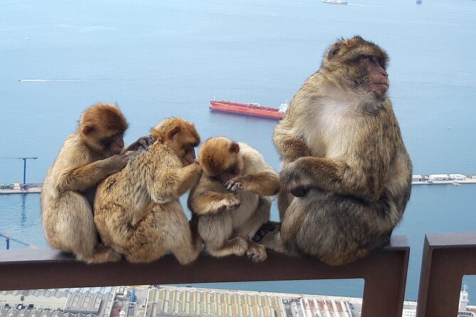 Gibraltar Sightseeing : Classic Shore Excursion (Private) - The Sum Up: Is It Worth It?