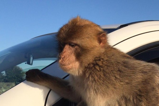 Gibraltar Sightseeing: Premium Rock Tour / Shore Excursion (Private) - Customer Praise for Knowledgeable Guides and Memorable Experiences