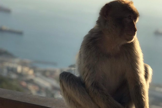 Gibraltar Sightseeing: Premium Rock Tour / Shore Excursion (Private) - Tour Availability and Accessibility