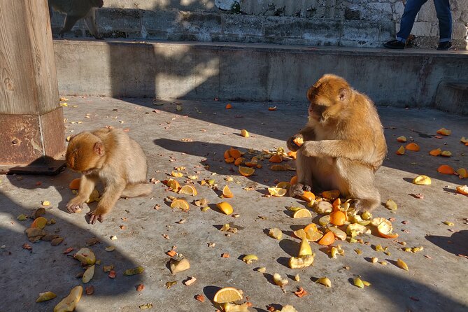 Gibraltar Sightseeing Tour with Monkeys and Panoramic views - Why This Tour Might Be Perfect for You