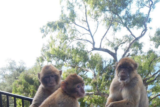 Gibraltar Sightseeing Tour with Monkeys and Panoramic views - FAQs