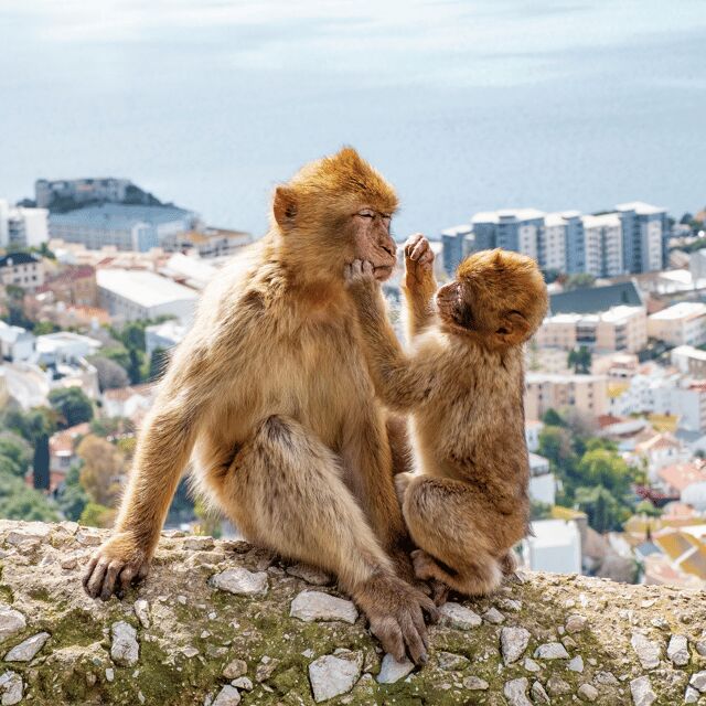 Gibraltar: Tour guiado desde la Costa Del Sol - FAQs