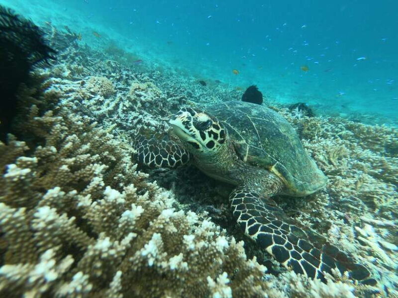 Gili Air/Trawangan: Glass-Bottom Boat Tour with Snorkeling - FAQ