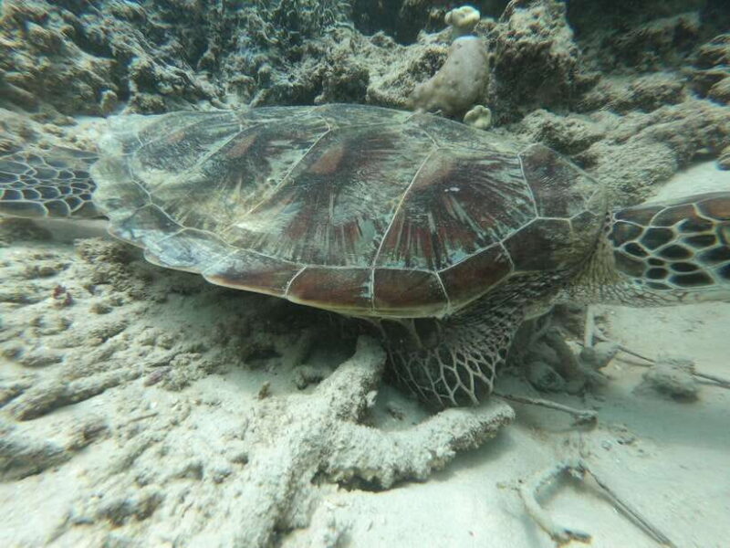 Gili Air/Trawangan: Glass-Bottom Boat Tour with Snorkeling - Final Thoughts