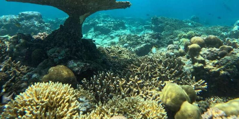 Gili Island Snorkeling: Gili Trawangan, Meno And Air - Key Points
